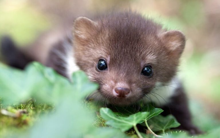 Se débarrasser d'une fouine