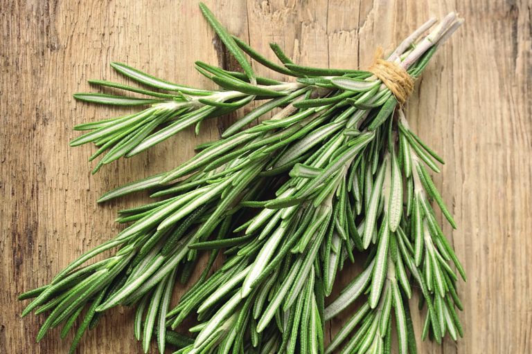 Bienfaits et apports du romarin